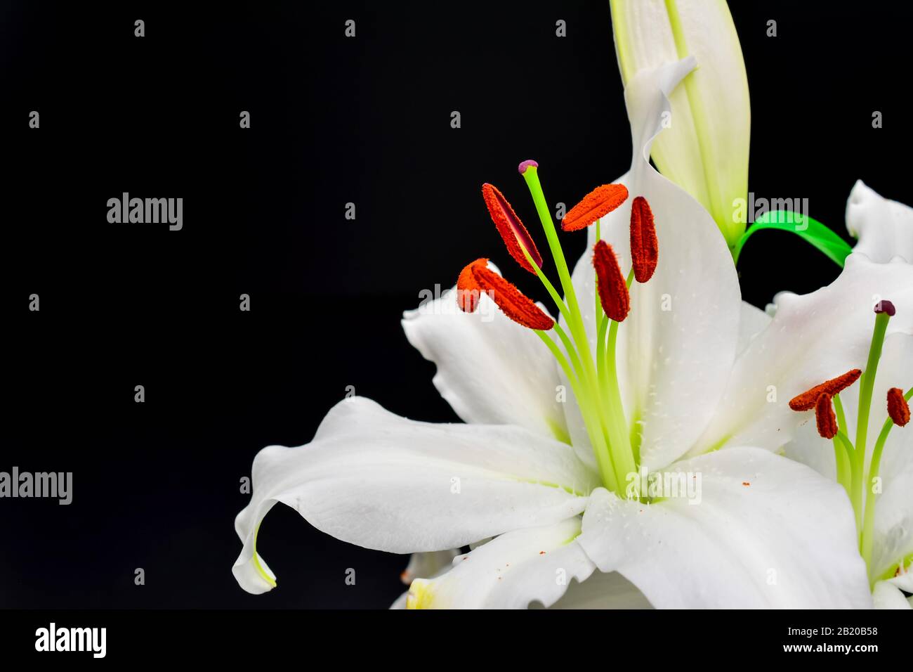 White lily flower with pollen on black background Stock Photo - Alamy