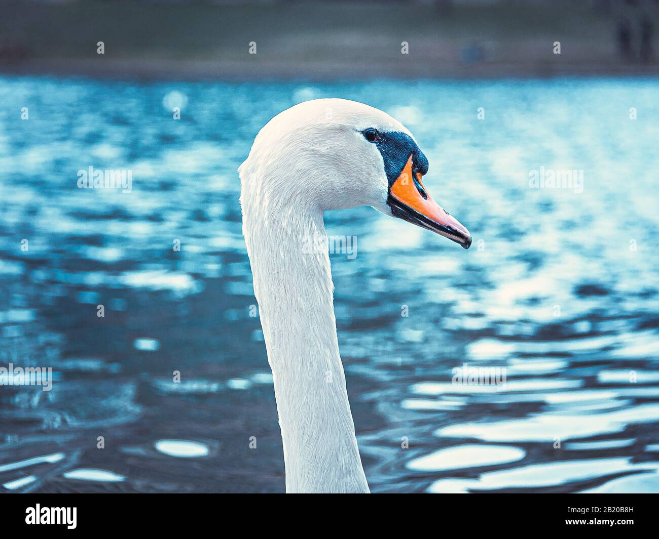 Beautiful swan hi-res stock photography and images - Alamy