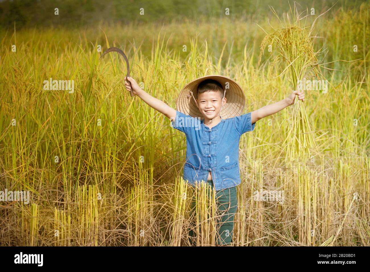 Asian boy farmer holding rice plant on yellow rice field Stock Photo ...