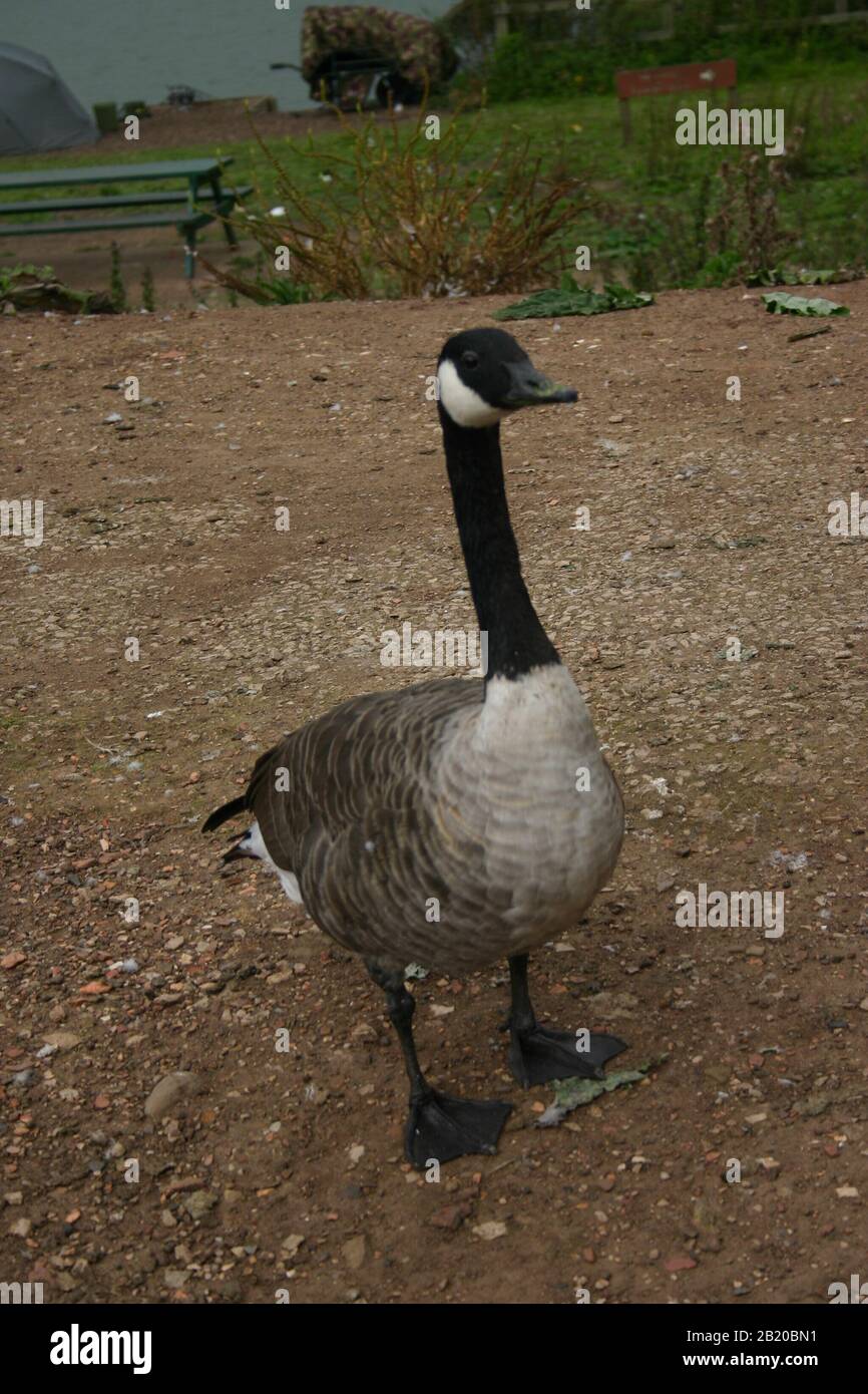 Canada goose webbed feet hi-res stock photography and images - Alamy