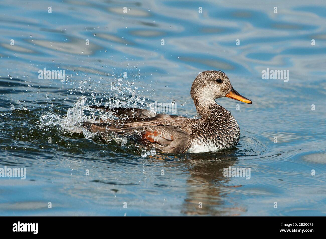 Splashing ducks hi-res stock photography and images - Alamy