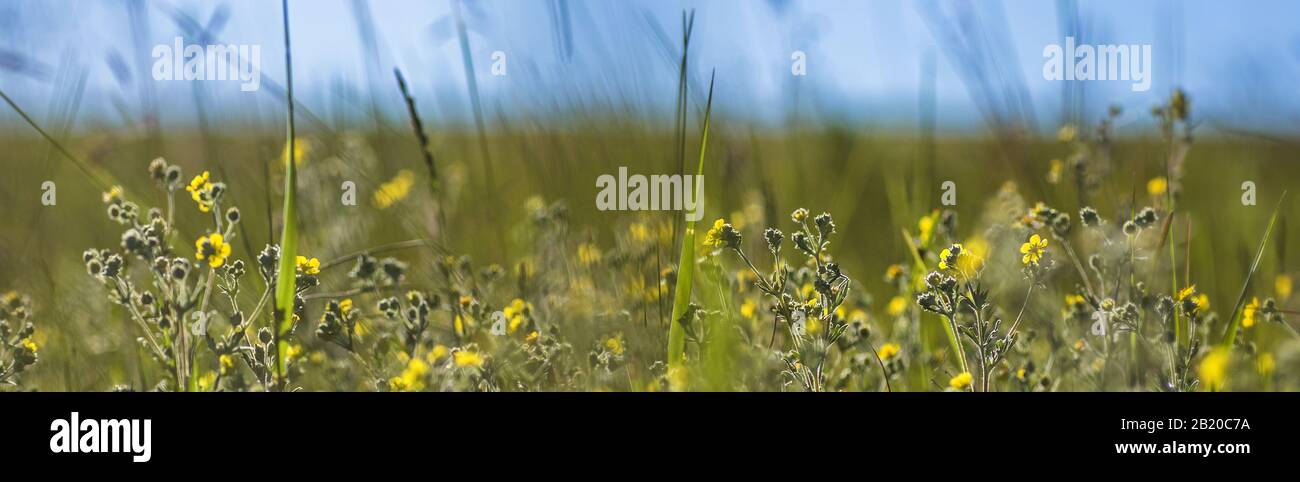 Potentilla erecta, Tormentilla, Potentilla laeta, tormentil, septfoil ...