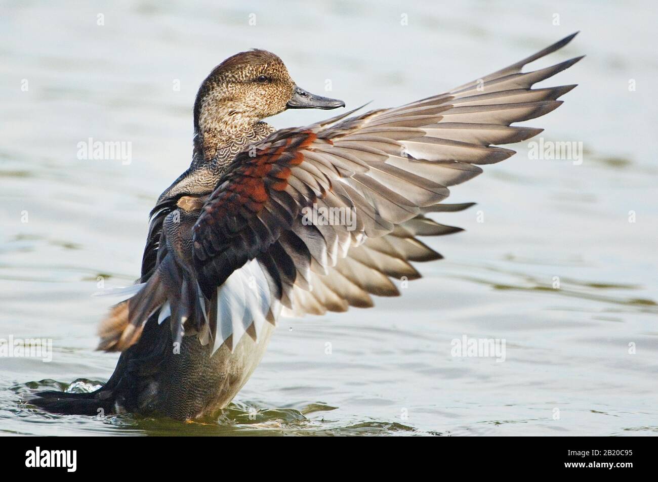 Gadwalls hi-res stock photography and images - Alamy