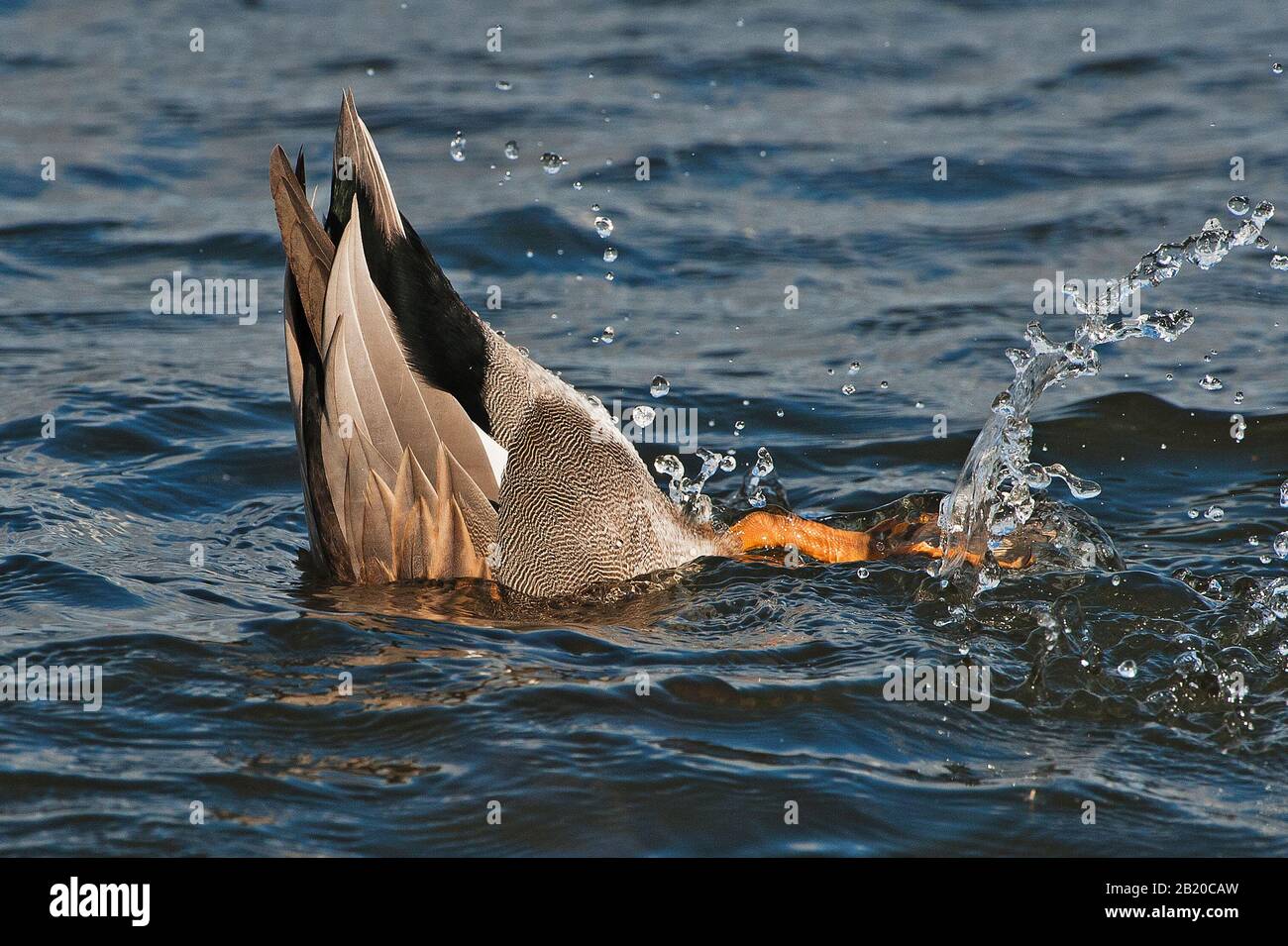 Dipping birds hi-res stock photography and images - Alamy