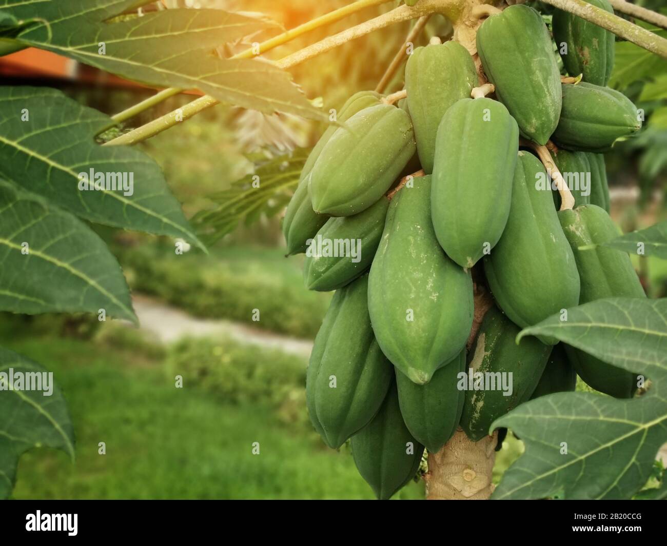 Green papaya fruit on papaya tree Stock Photo - Alamy