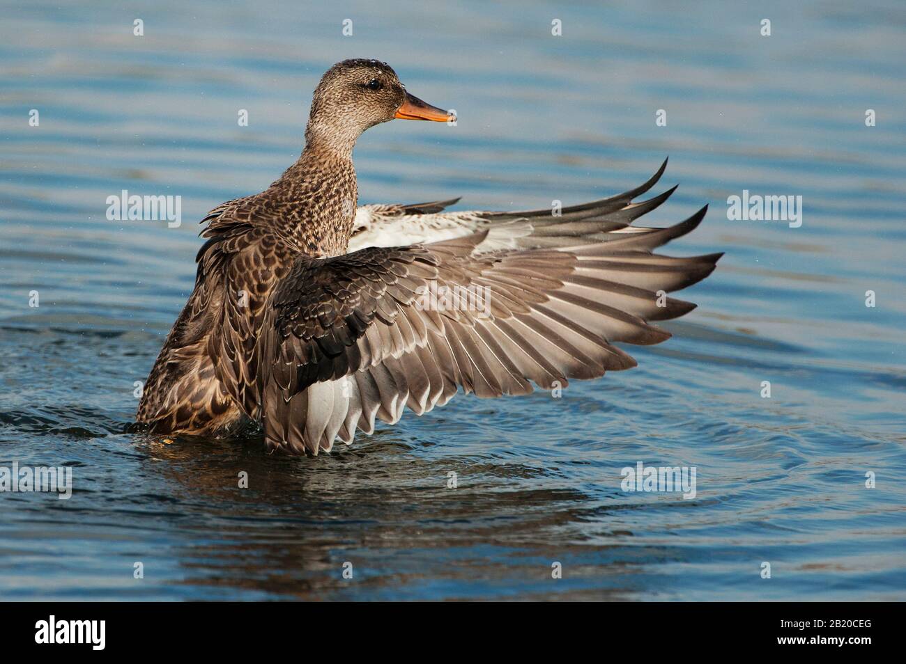 Gadwalls hi-res stock photography and images - Alamy