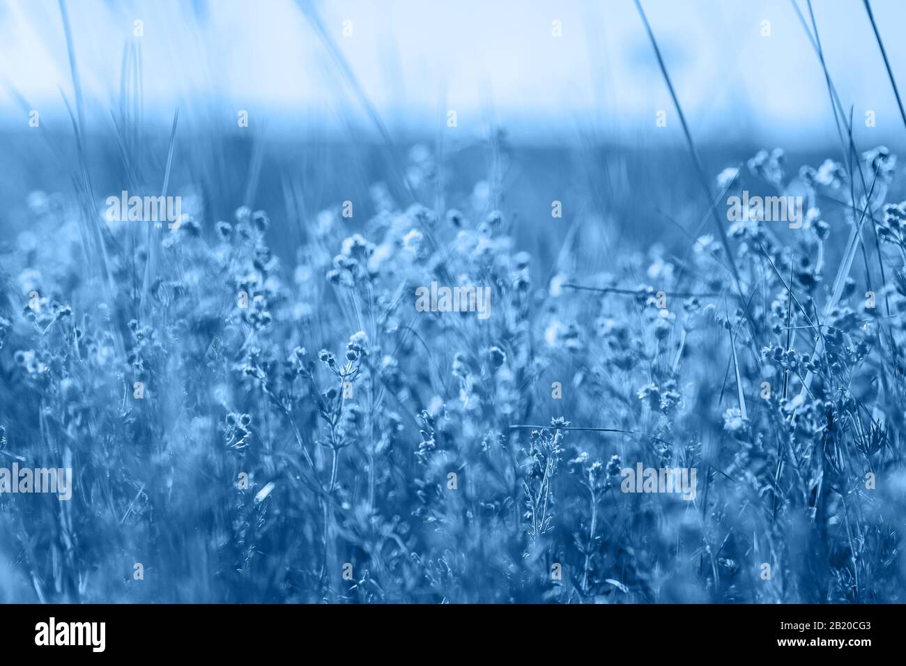 Potentilla erecta, Tormentilla, Potentilla laeta, tormentil, septfoil ...