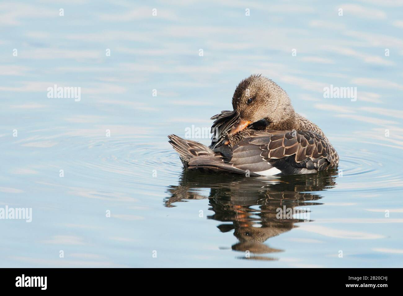 Preening duck hi-res stock photography and images - Alamy