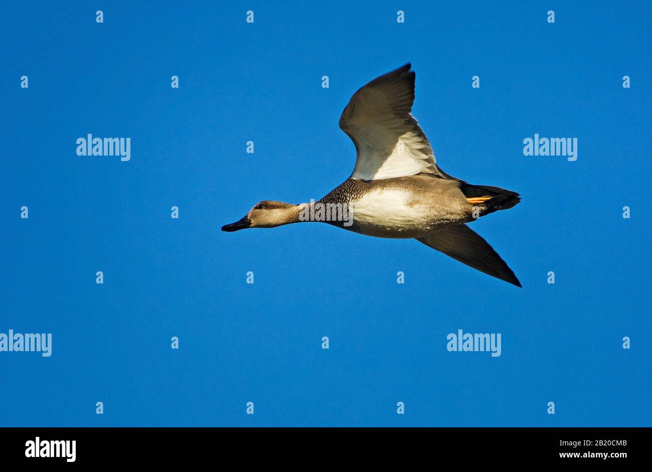 Duck flight hi-res stock photography and images - Alamy