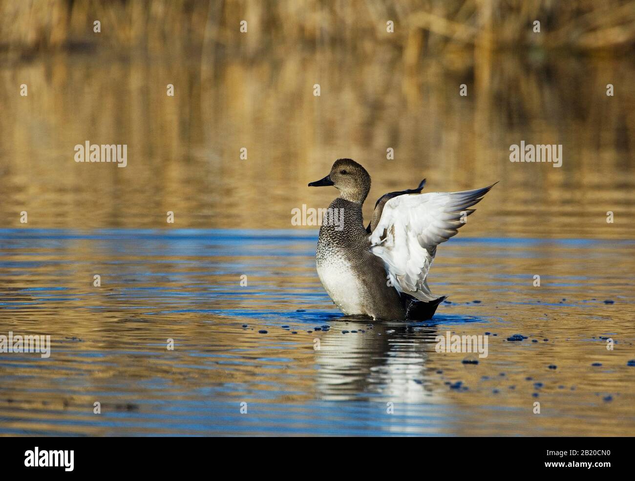 Gadwalls hi-res stock photography and images - Alamy