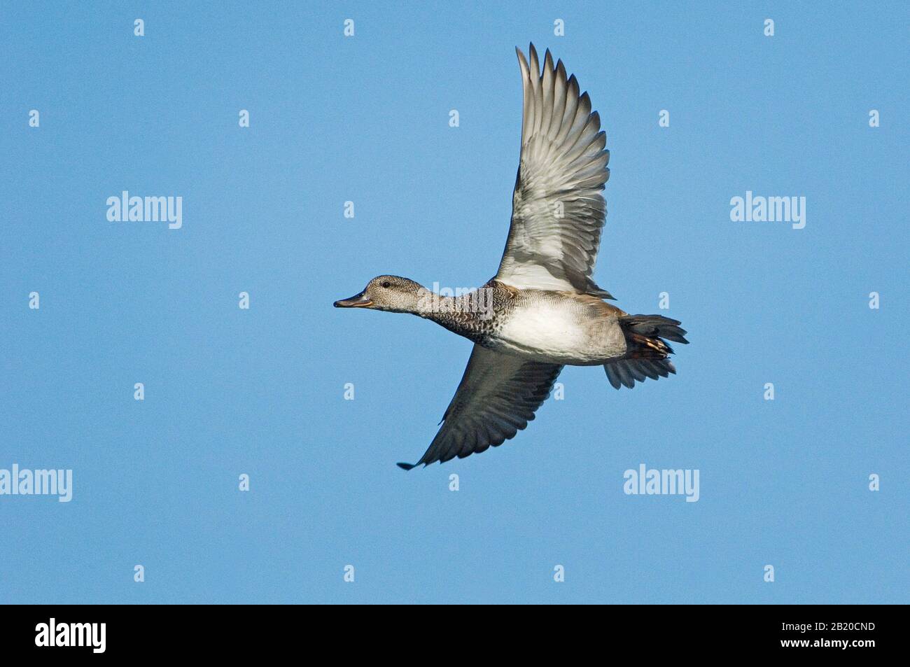 Gadwalls duck hi-res stock photography and images - Alamy