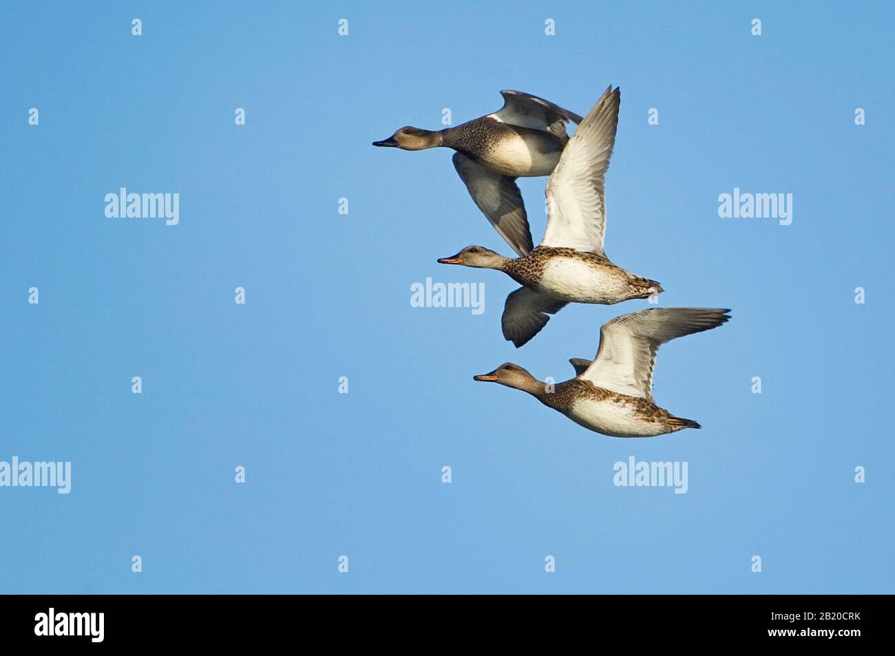 Duck flight hi-res stock photography and images - Alamy