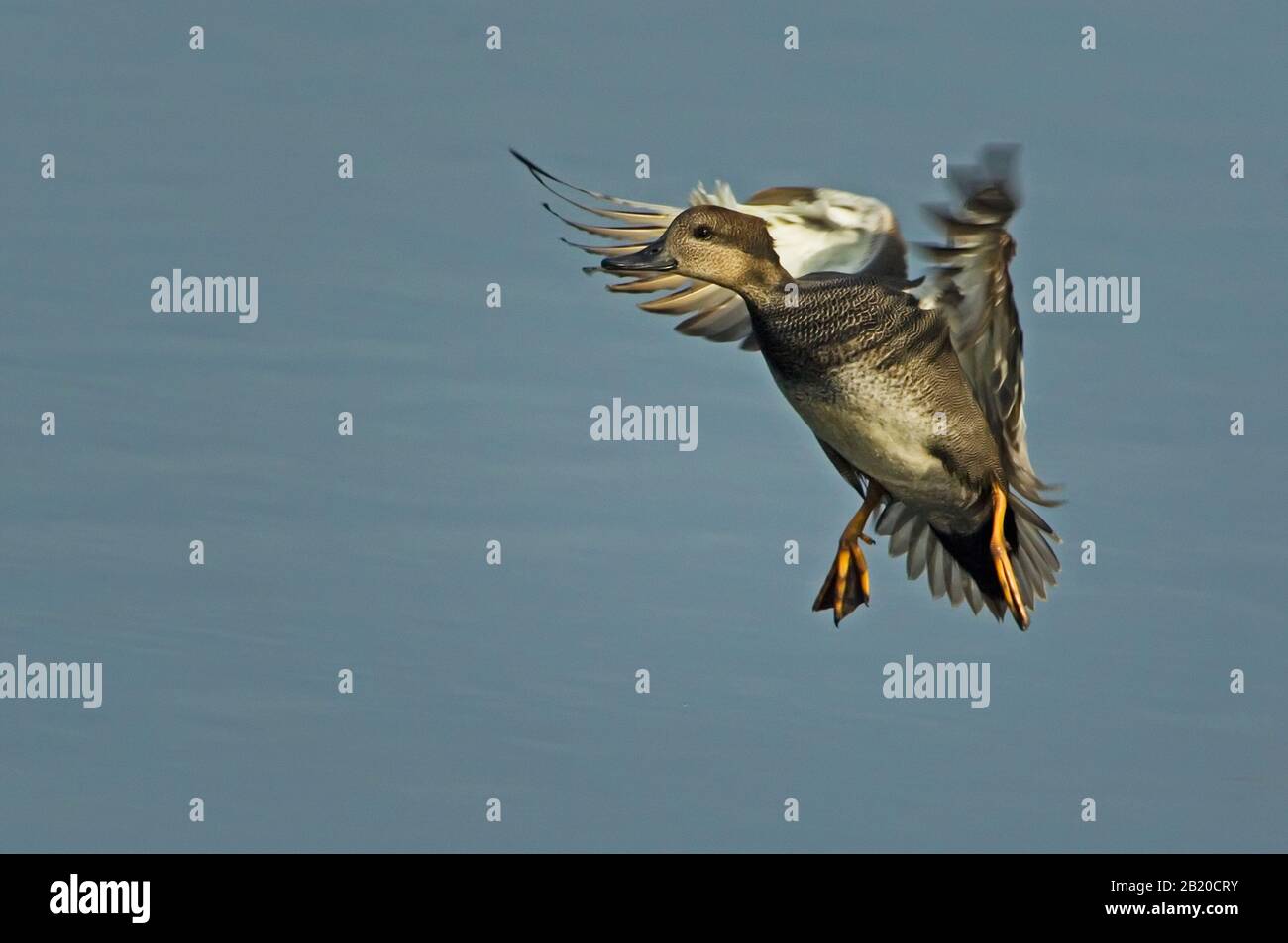 Gadwalls duck hi-res stock photography and images - Alamy