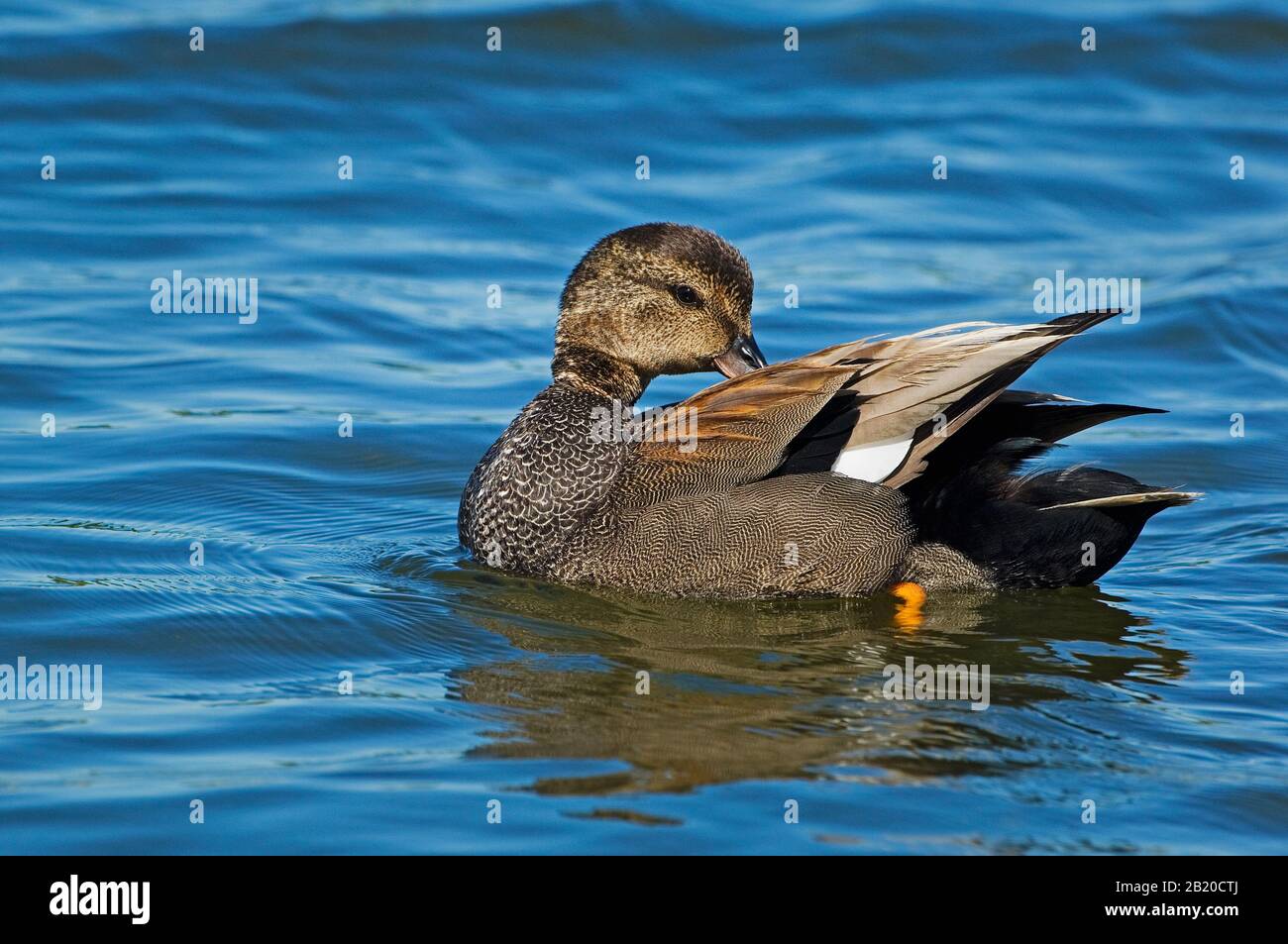 Male gadwall duck preening Stock Photo - Alamy