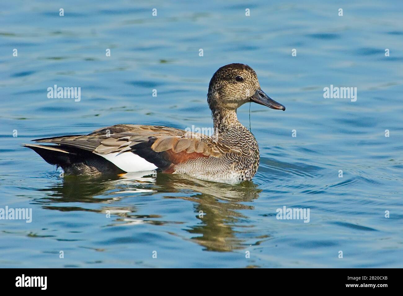Gadwalls duck hi-res stock photography and images - Alamy