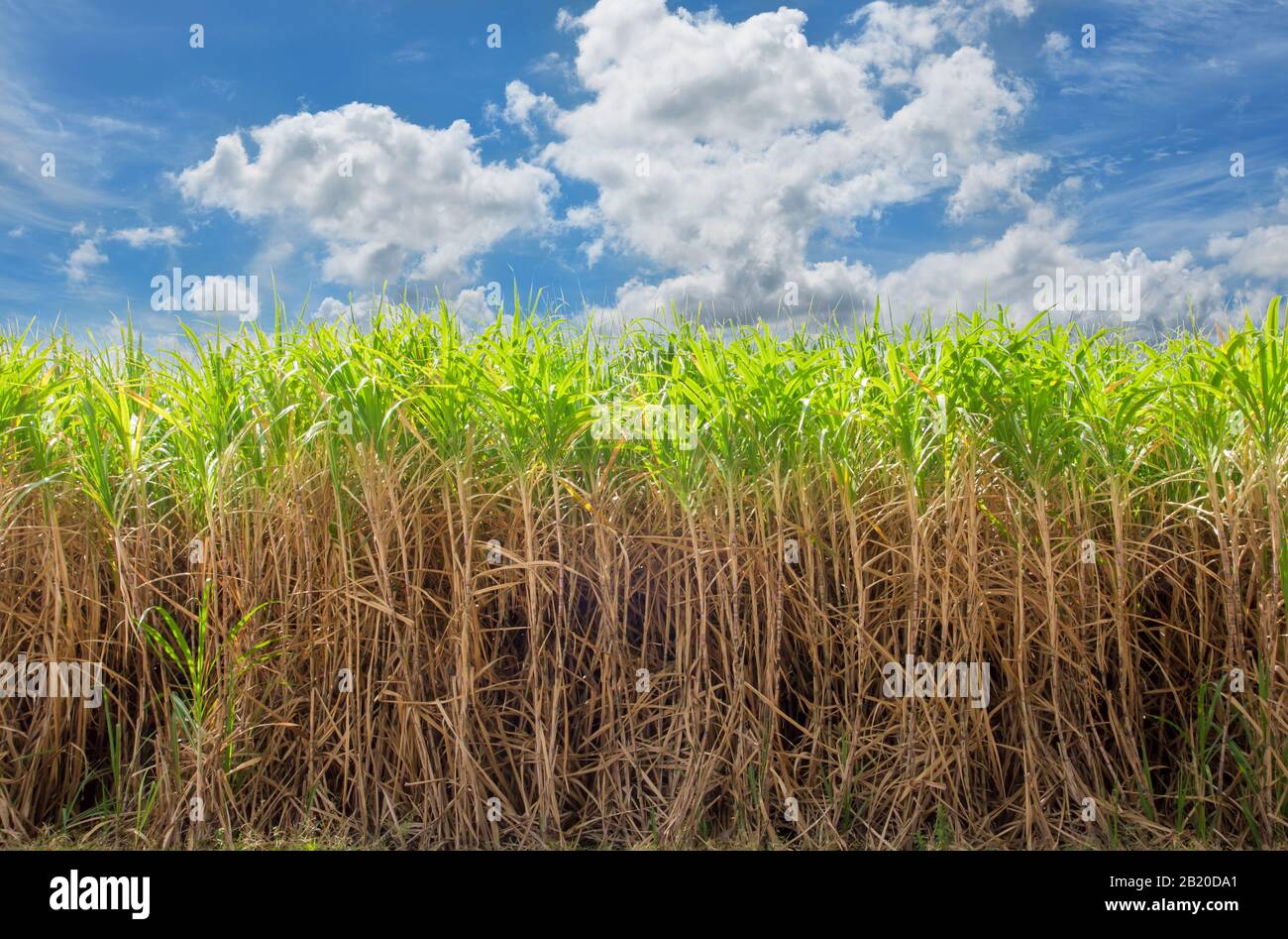 Cane field hi-res stock photography and images - Alamy
