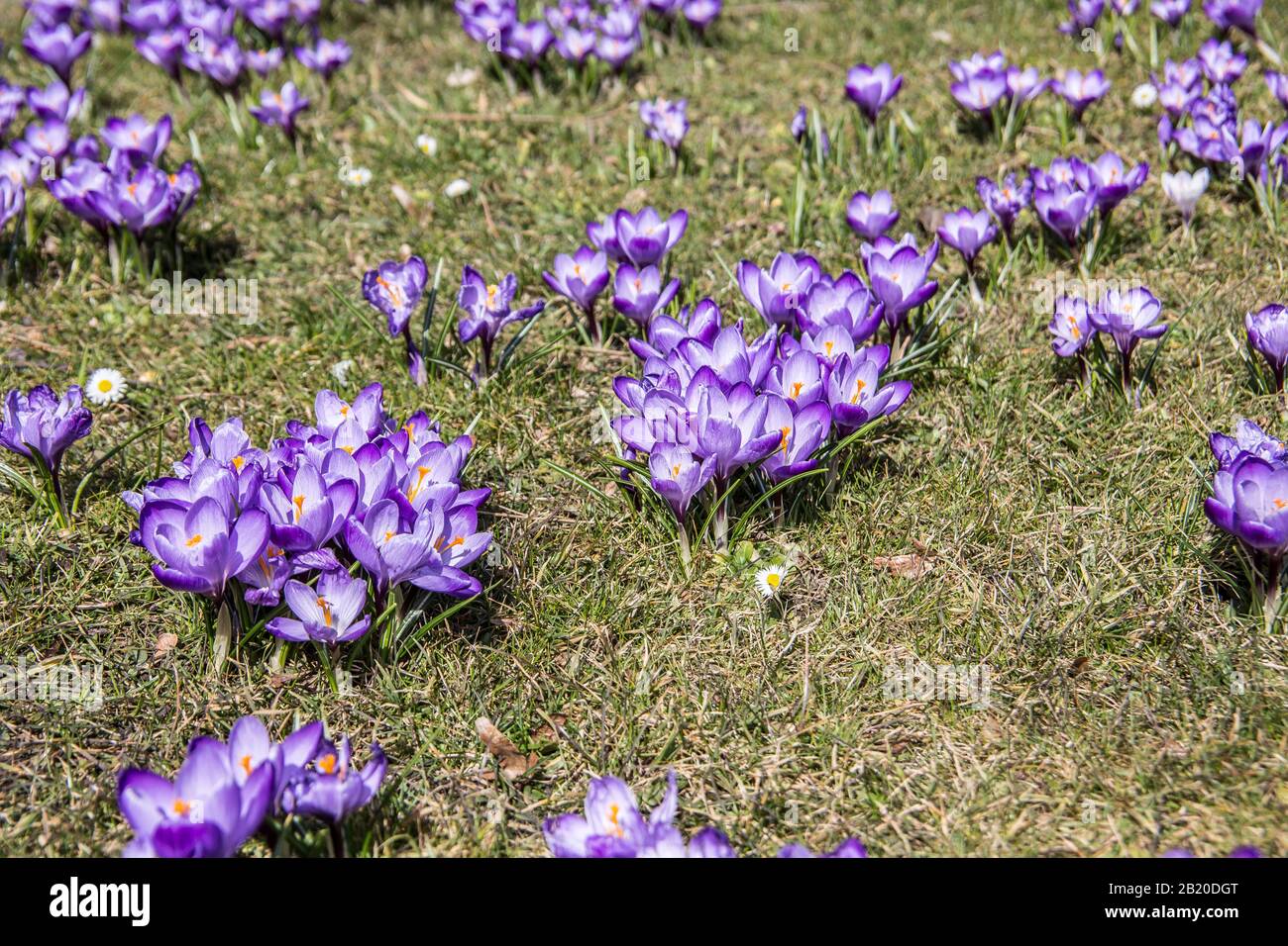 Crocuses on meadow in the castle park Stock Photo - Alamy