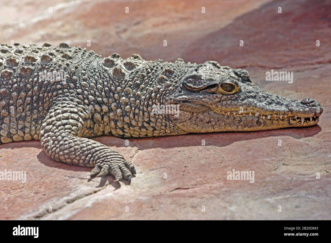 Cuban Crocadile, Crocodylus Rhombifer,Captive Stock Photo - Alamy