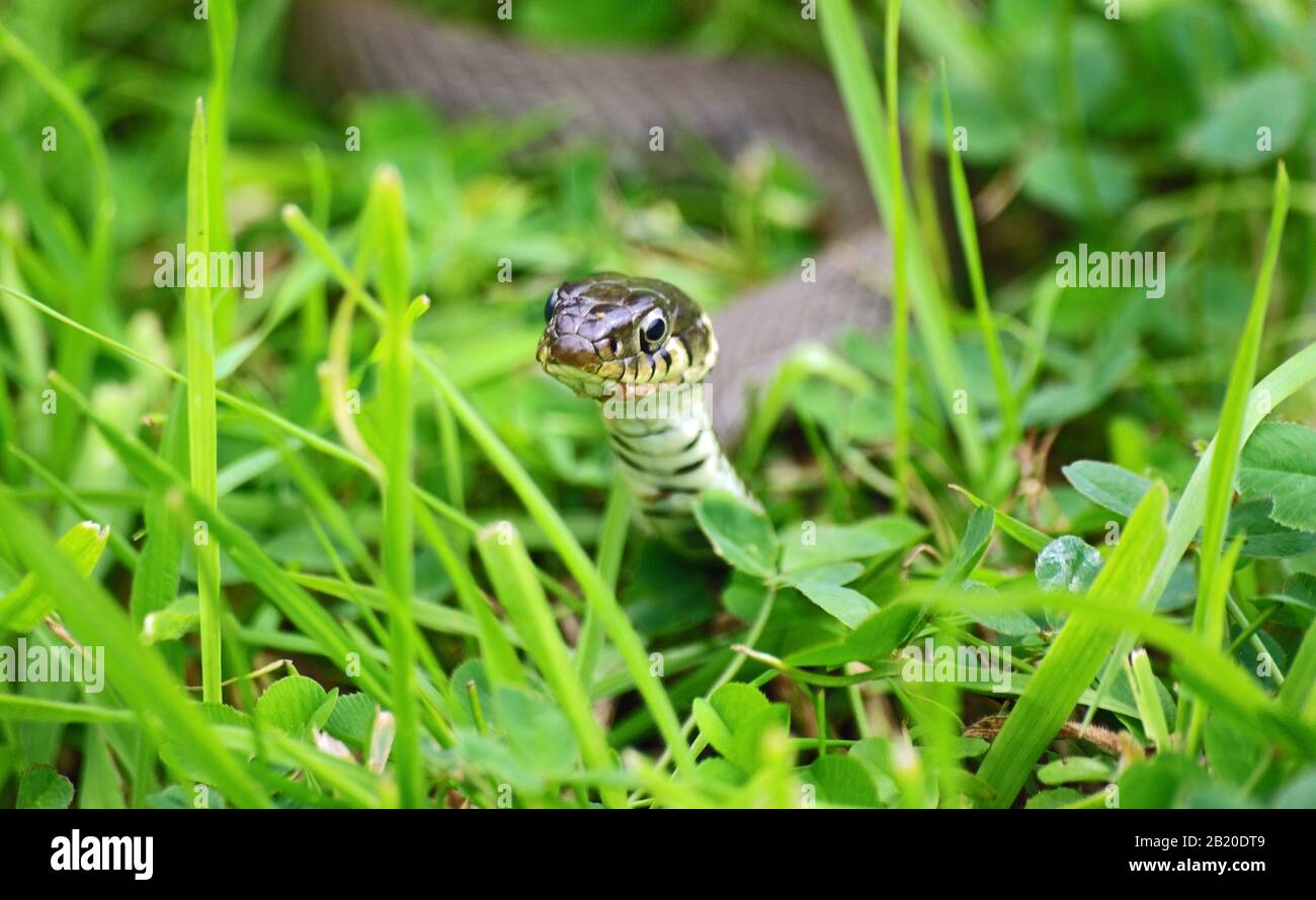 Grass Snake, Natrix Natrix, UK Stock Photo - Alamy