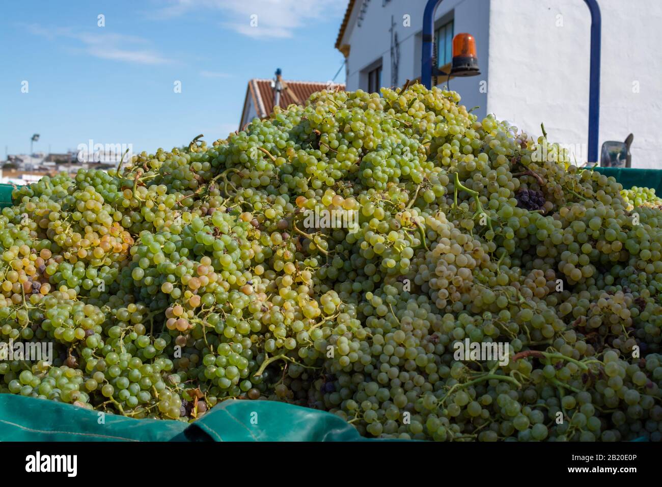 Palomino fino grapes hi-res stock photography and images - Alamy