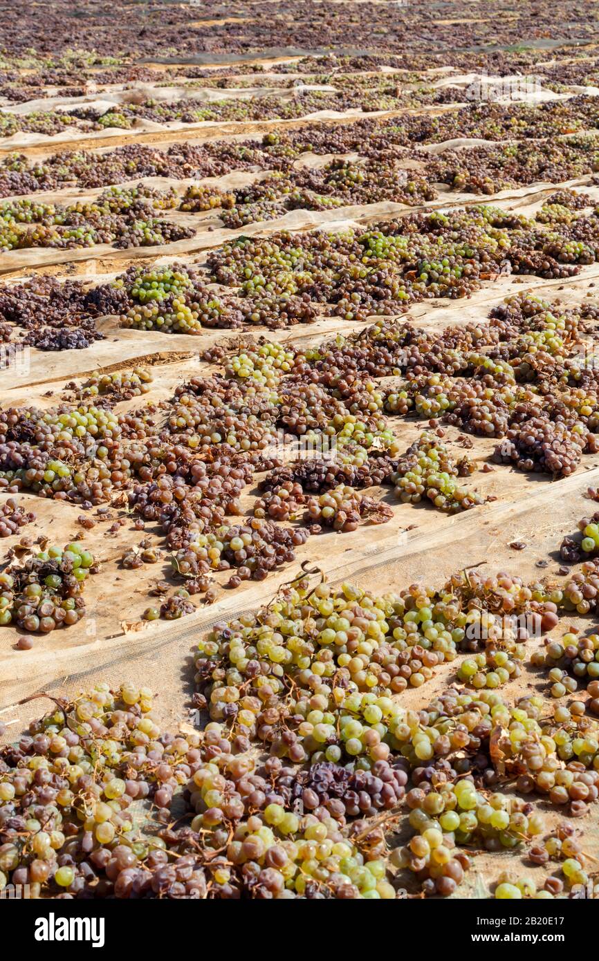 Traditional drying of sweet wine pedro ximenez grapes under hot sun on ...