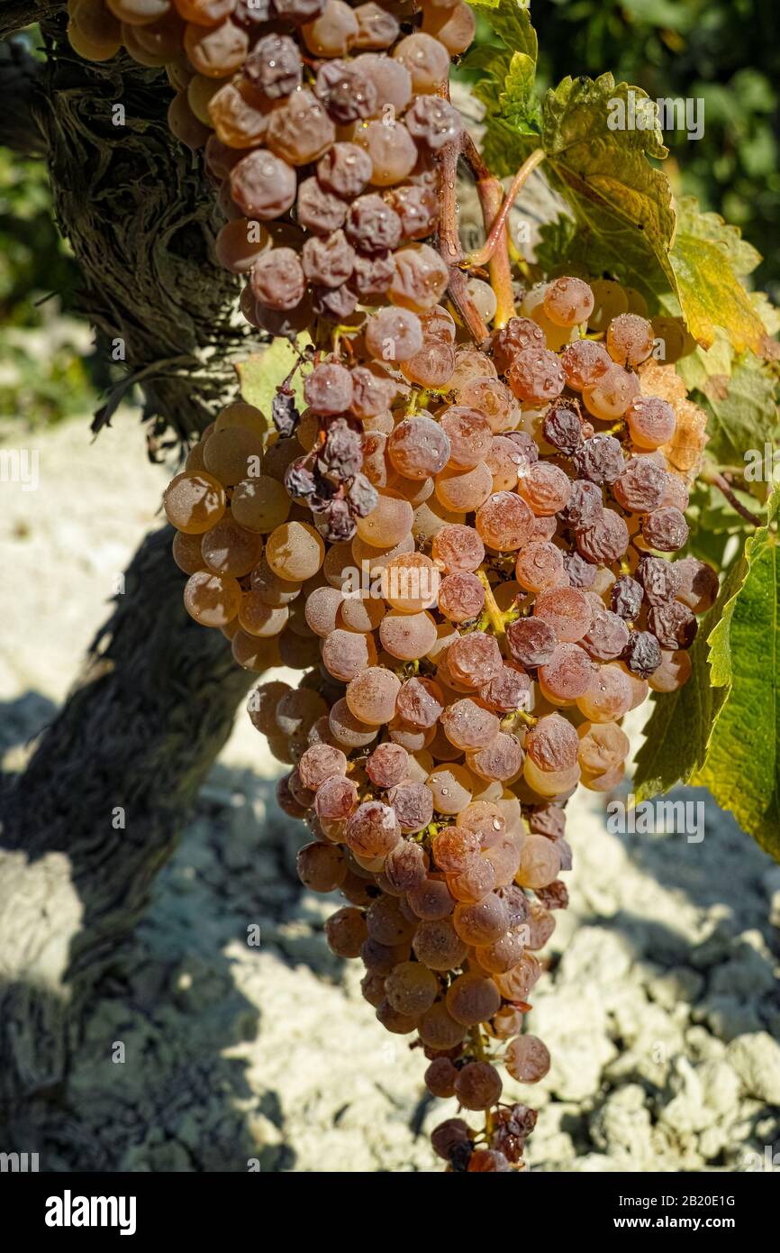 Ripe white grape growing in vineyard in Andalusia, Spain, sweet pedro ...