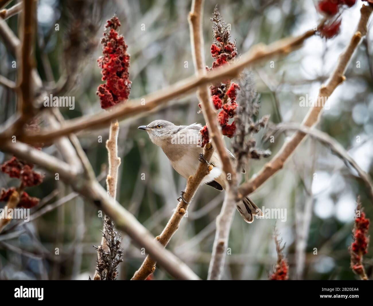 Mockingbird perching hi-res stock photography and images - Alamy
