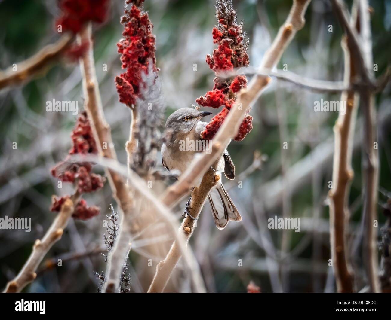 Mockingbird bird avian hi-res stock photography and images - Alamy