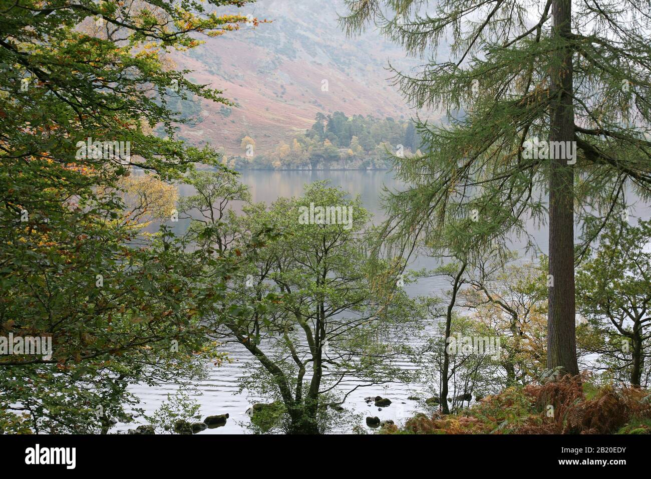 Evergreen Fir Trees on the edge of Lake Ullswater, Lake District ...