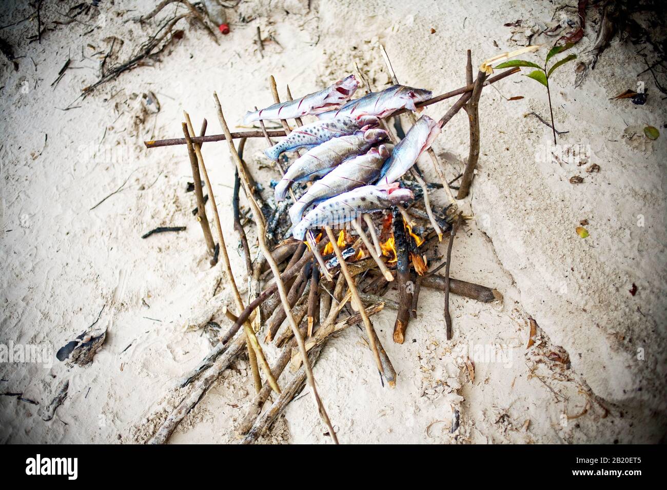 Fish Roasting, Negro River, Iranduba, Amazonas, Brazil Stock Photo - Alamy