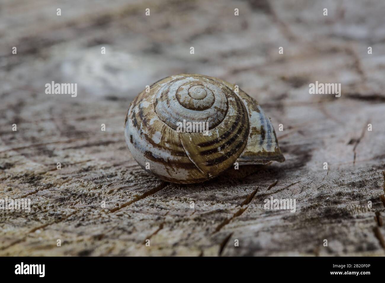 Tree snail trail hi-res stock photography and images - Alamy