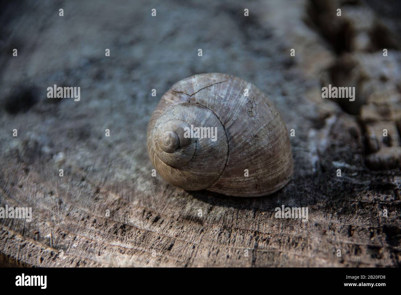 Shell of snail in the garden Stock Photo - Alamy