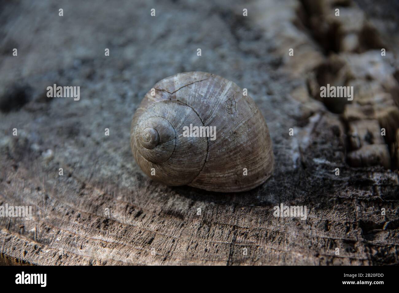 Shell of snail in the garden Stock Photo - Alamy