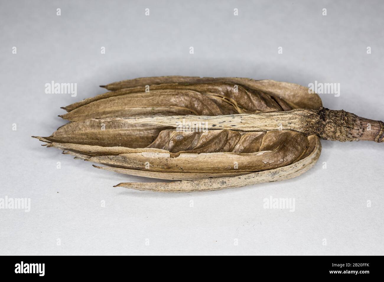 Baumfrucht hi-res stock photography and images - Alamy