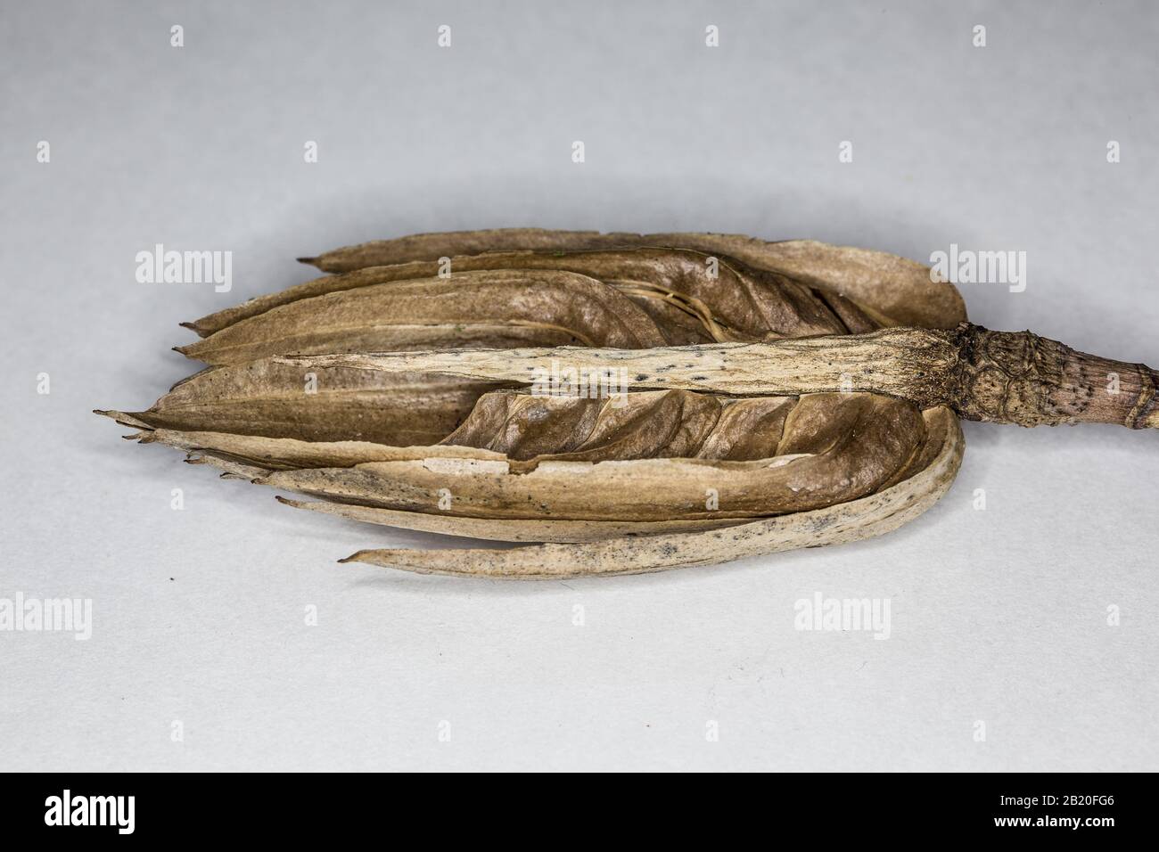 Baumfrucht hi-res stock photography and images - Alamy