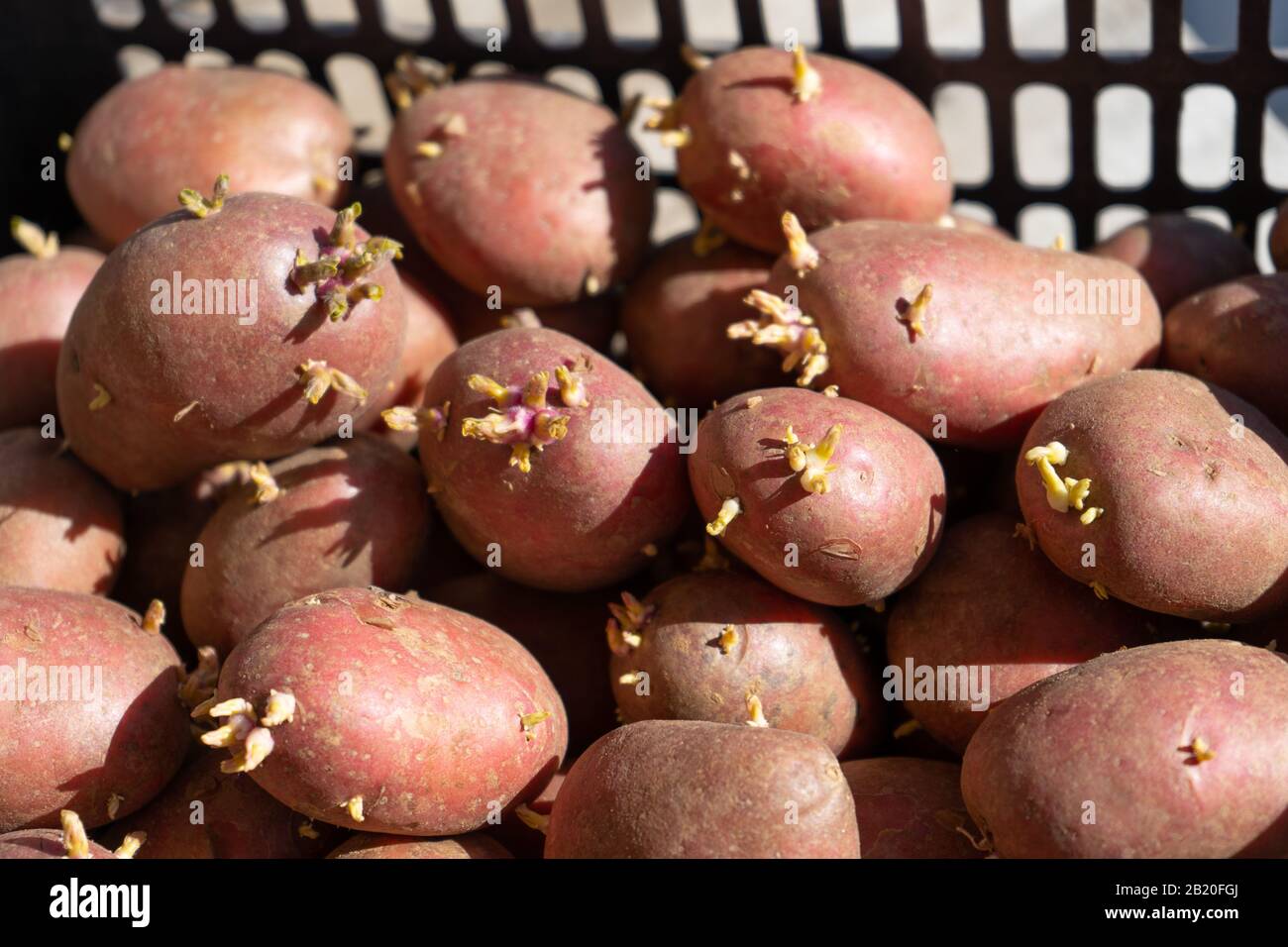 Planting potatoes sprouts hi-res stock photography and images - Alamy