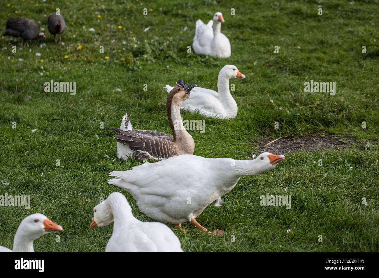 Chattering birds hi-res stock photography and images - Alamy