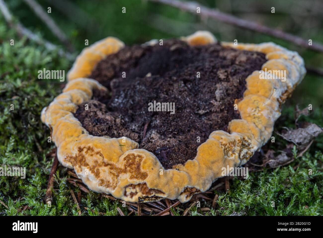 Root fungus hi-res stock photography and images - Alamy