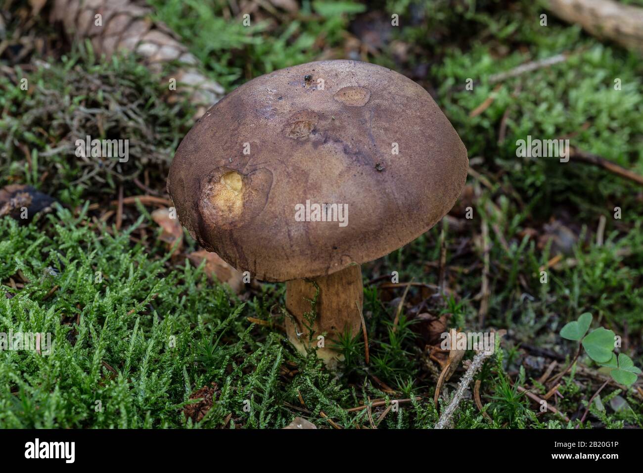 brown bolete mushroom on forest floor Stock Photo - Alamy