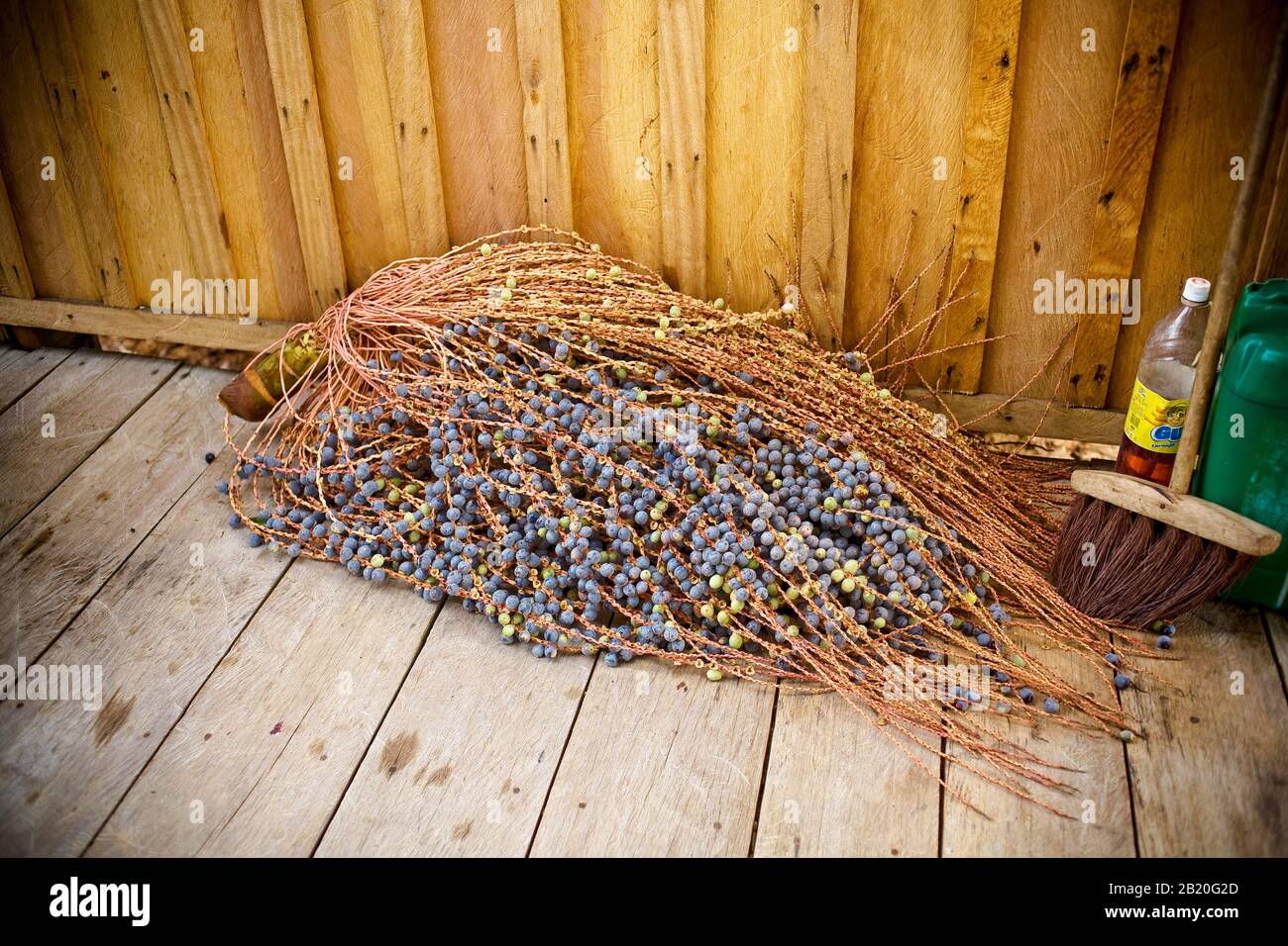 Abacaba, Fruit, Nossa Senhora de Fátima Community, Igarapé do Camara ...