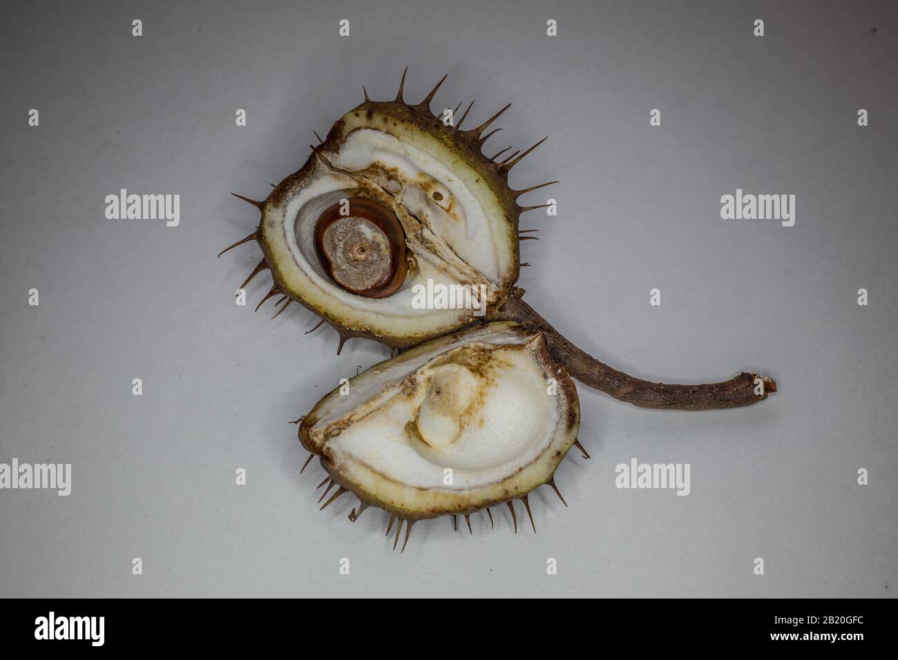 Pericarp hi-res stock photography and images - Alamy