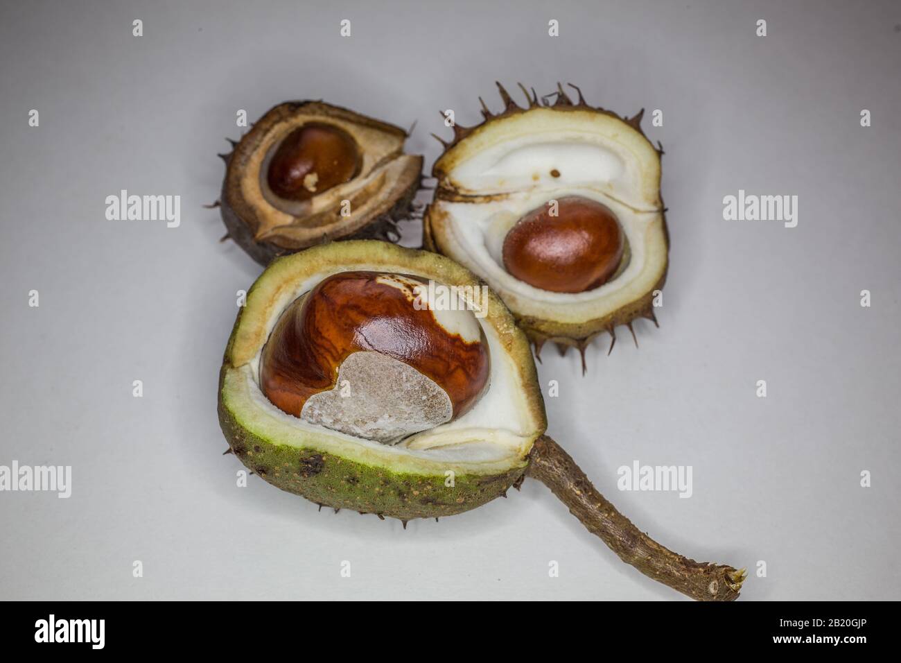 Pericarp hi-res stock photography and images - Alamy