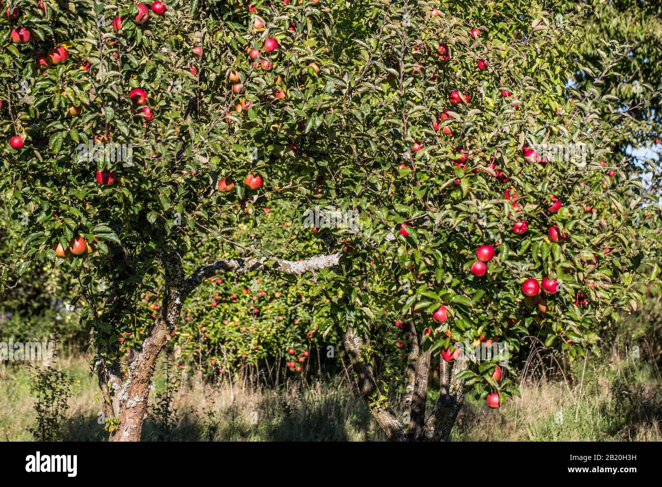Apple tree with red ripe fruit Stock Photo - Alamy