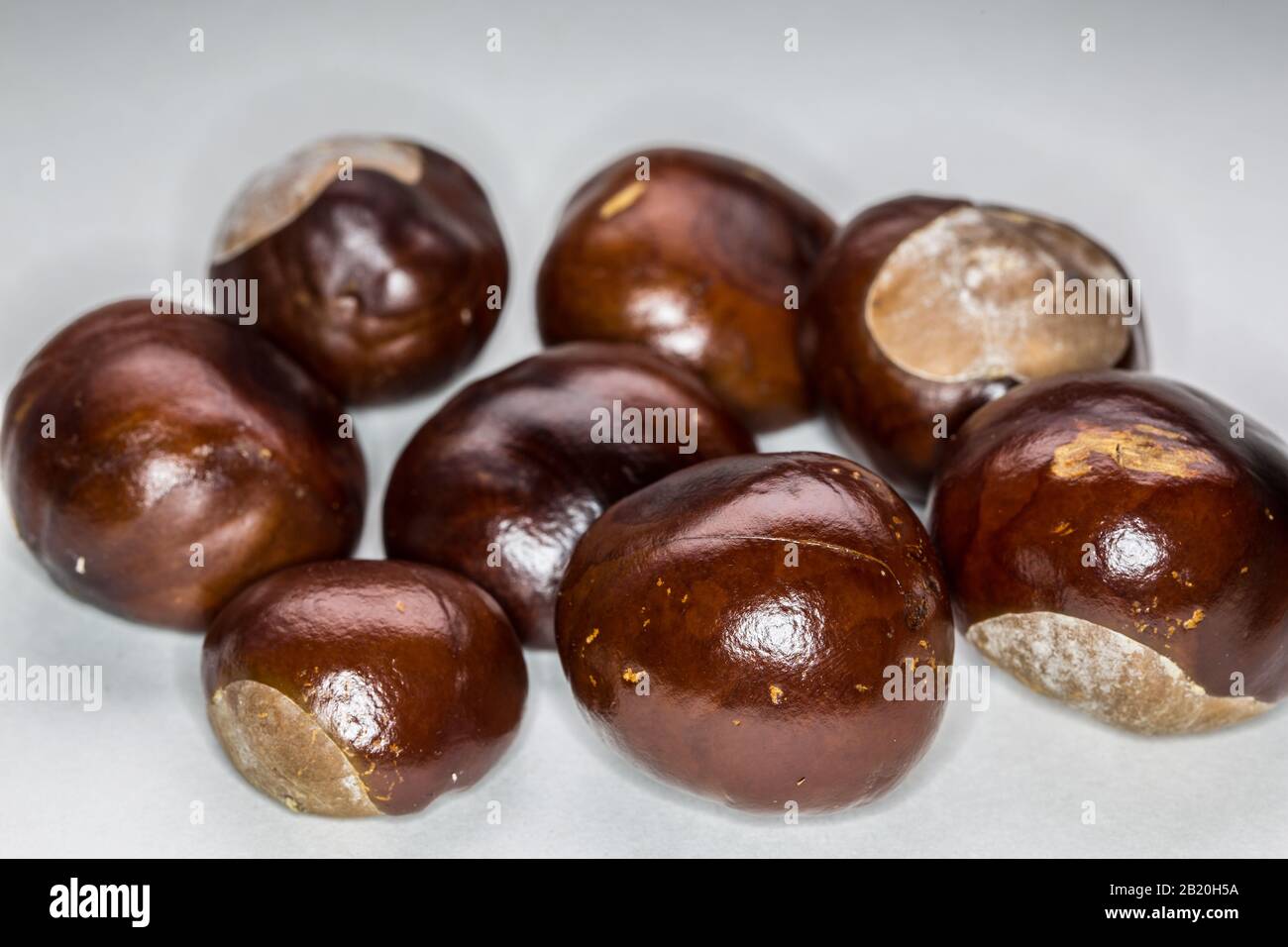 Chestnuts with a shiny brown shell Stock Photo - Alamy