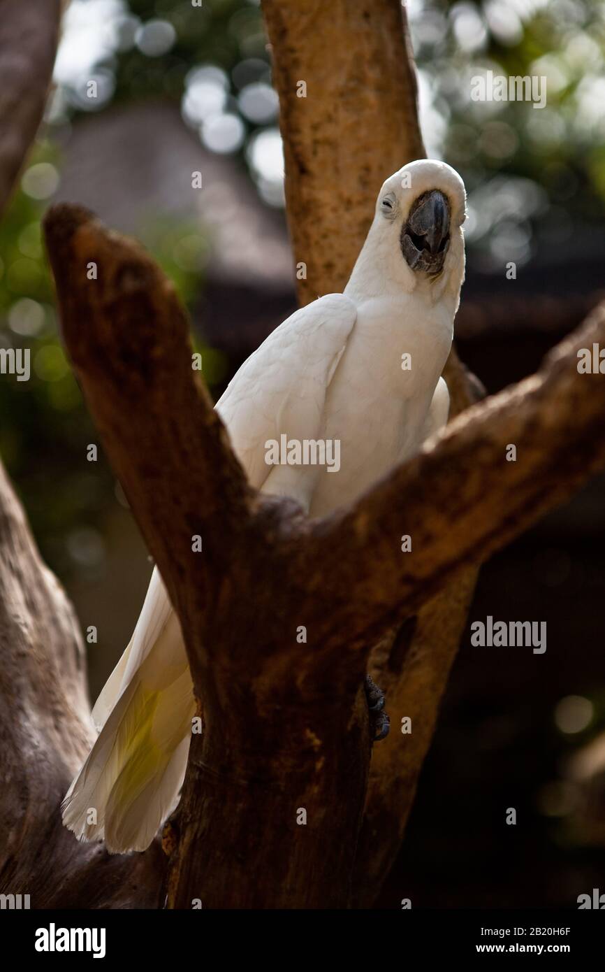 INDONESIA, BALI - JANUARY 20, 2011: Exotic Birds at Bali Zoo Stock ...
