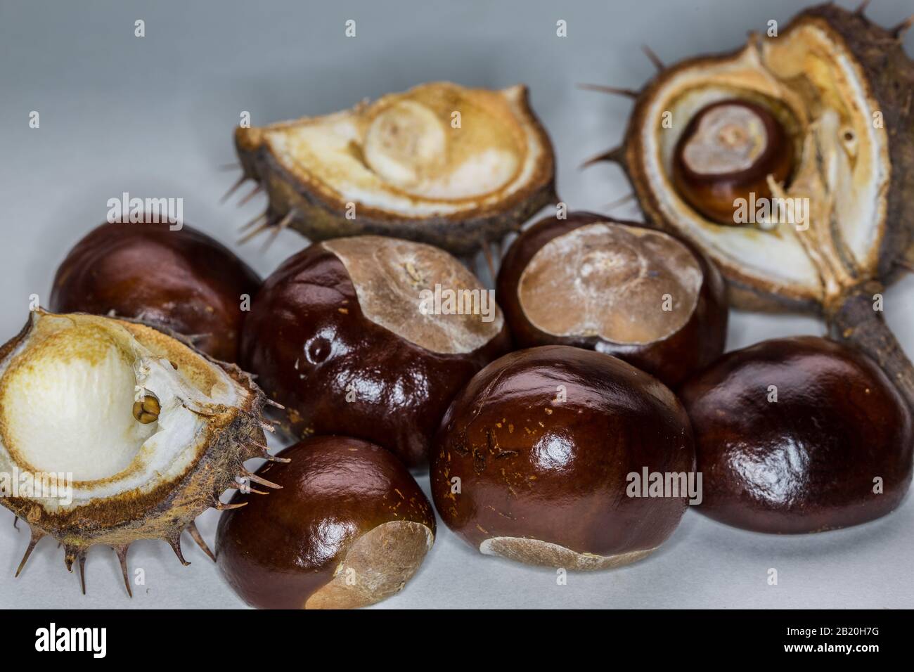 Chestnuts with a shiny brown shell Stock Photo - Alamy