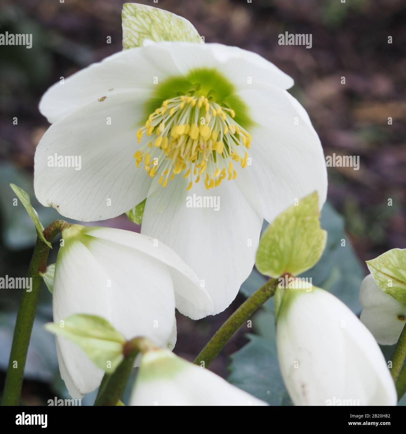Single white Hellebore (or Christmas Rose) flower fully open Stock ...