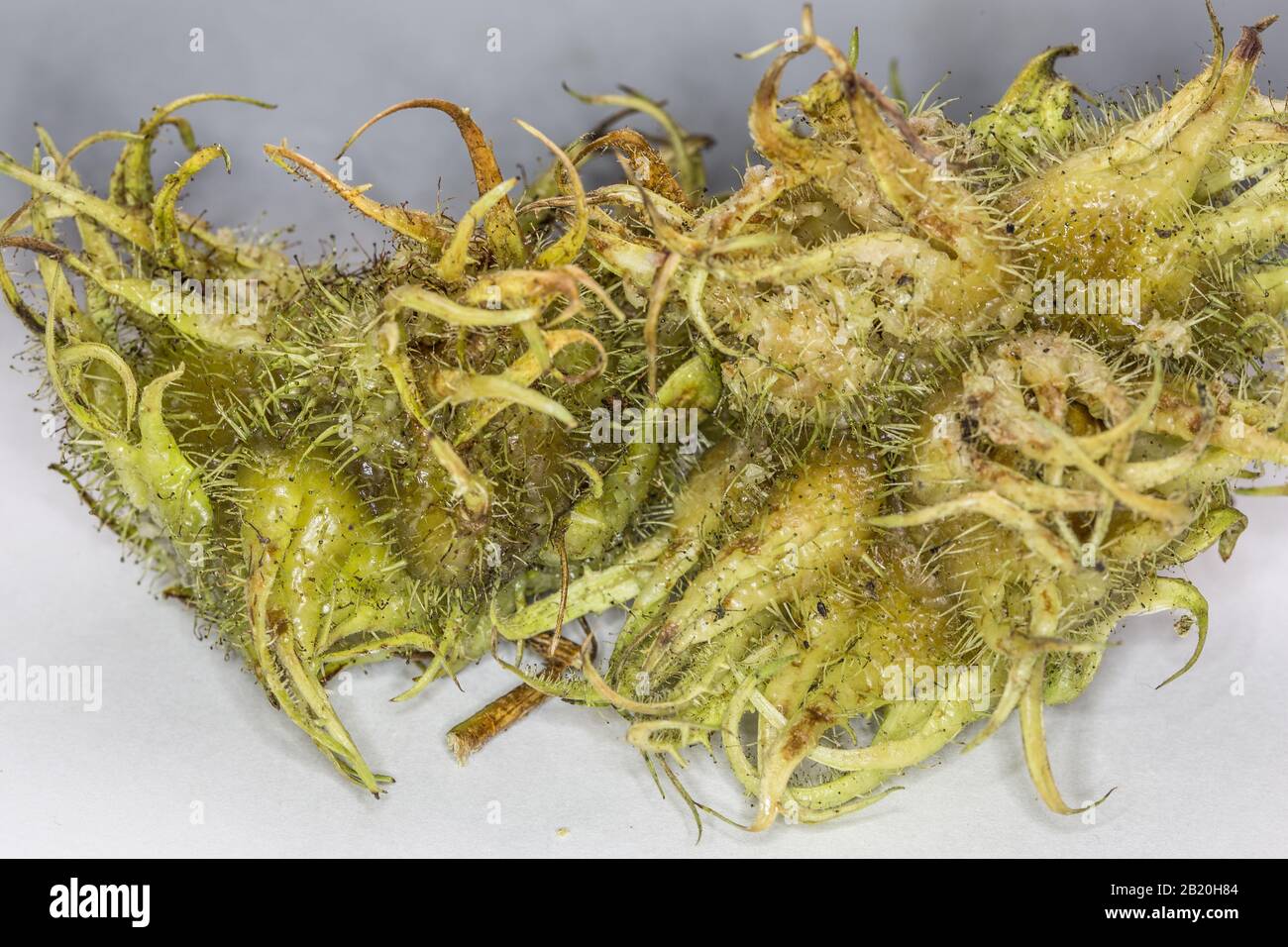 Hard skin fruits hi-res stock photography and images - Alamy