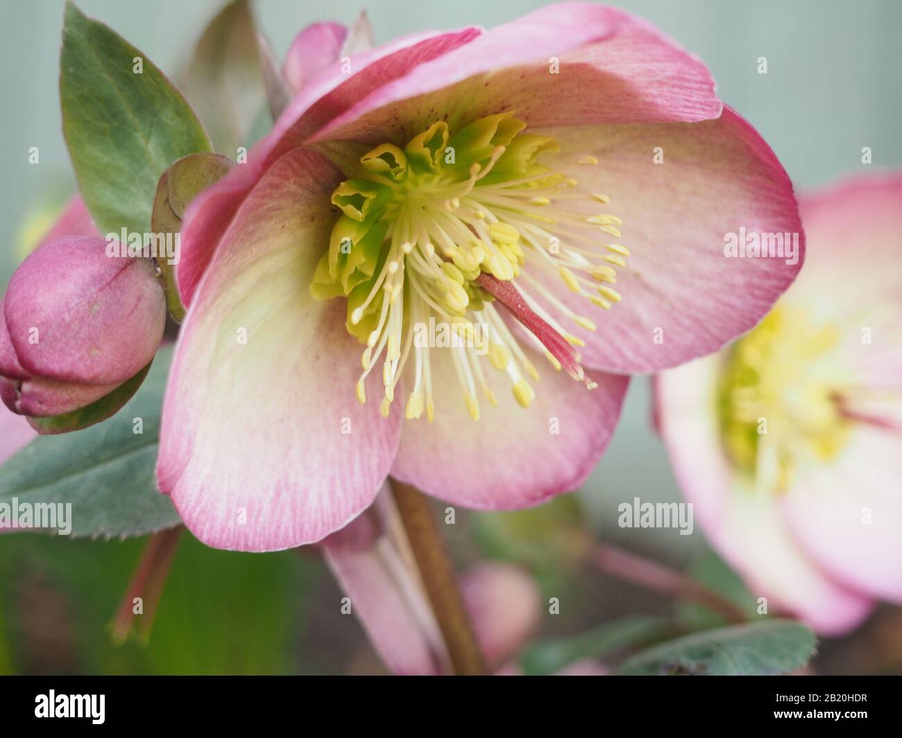 Single purple Hellebore (or Christmas Rose) flower fully open Stock ...