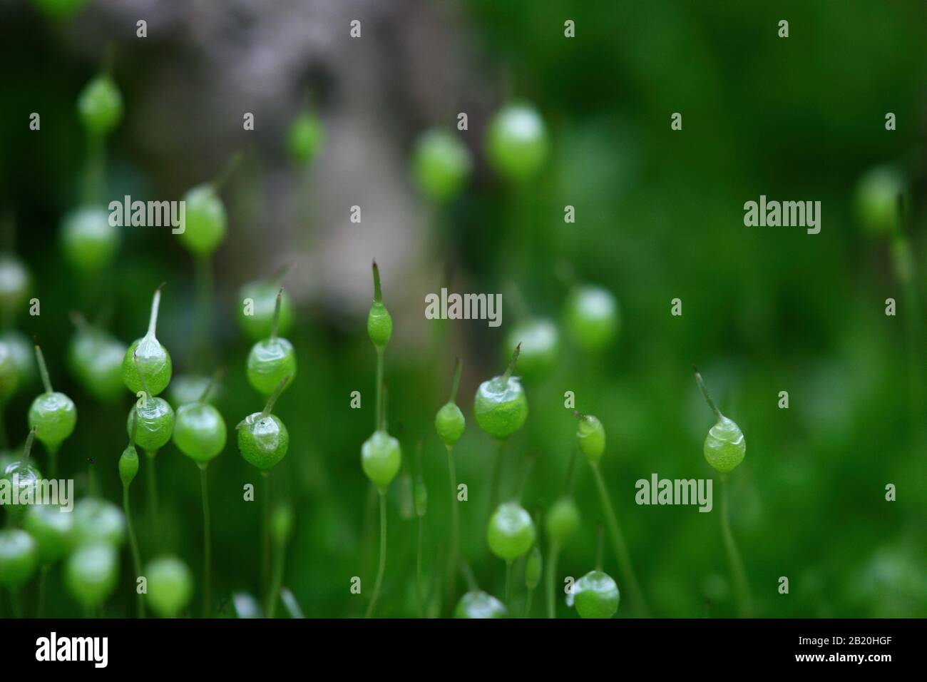 close up shot of cute Moss plant at Macau, China Stock Photo - Alamy